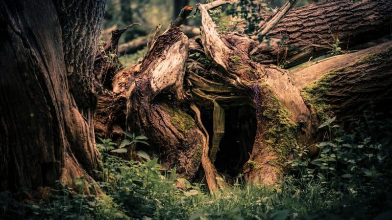 Faeries: Friendly or Frightening? - Wicca Academy